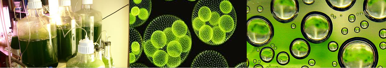 Algae Cultivation Systems - Open Ponds vs PBR - AlgaeForBiofuels
